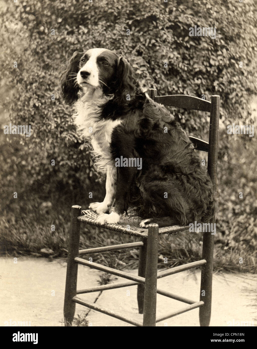 Old hunting dog hi-res stock photography and images - Alamy