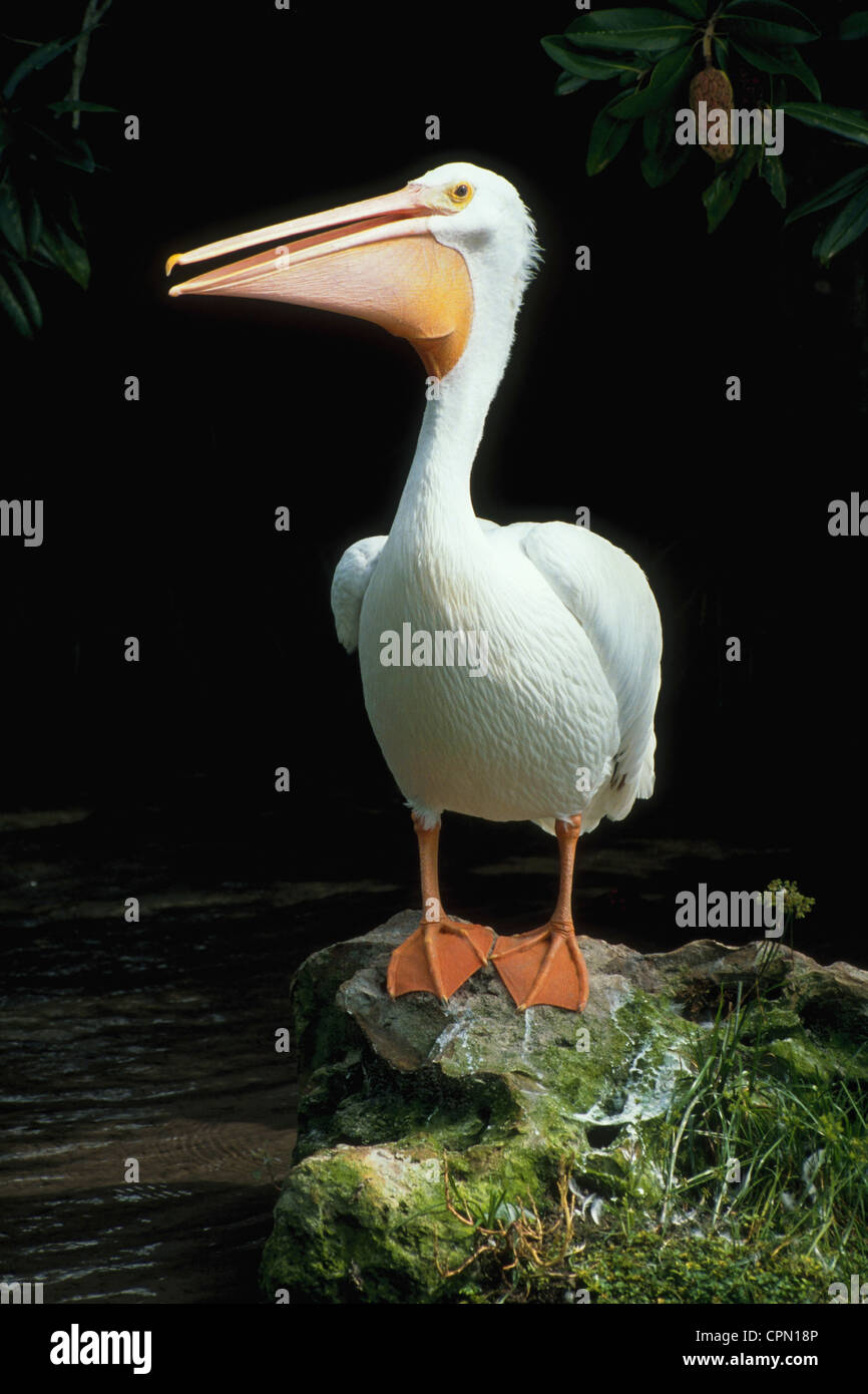Pelican feet hi-res stock photography and images - Alamy