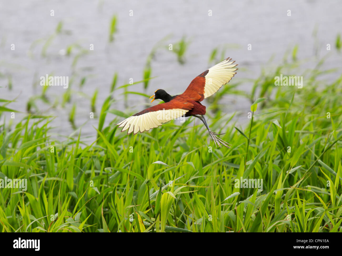 Northern jacana flying over lake Arenal, Costa Rica Stock Photo - Alamy