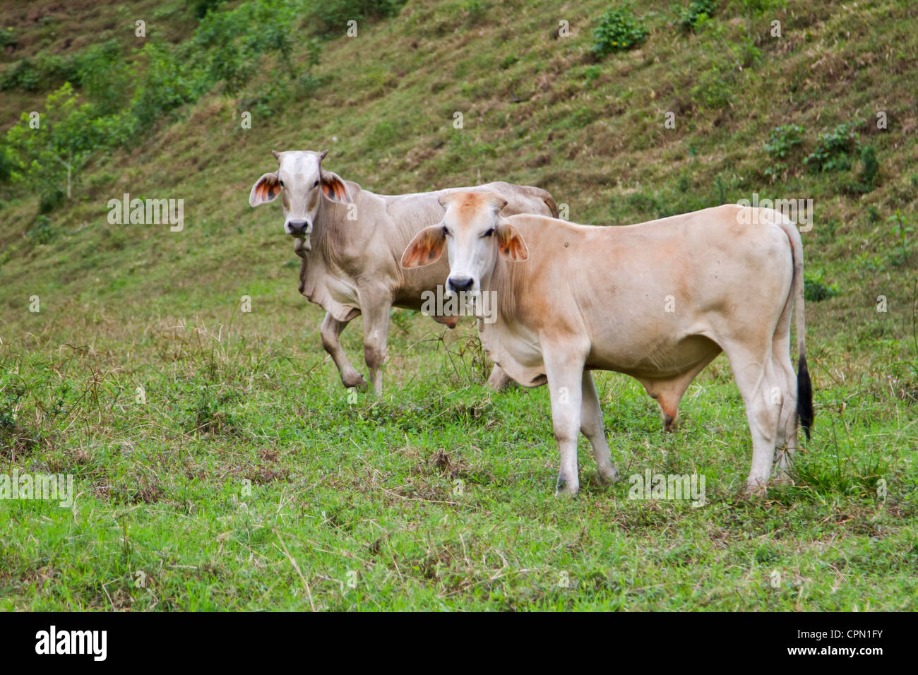 Costa rica cow hi-res stock photography and images - Alamy