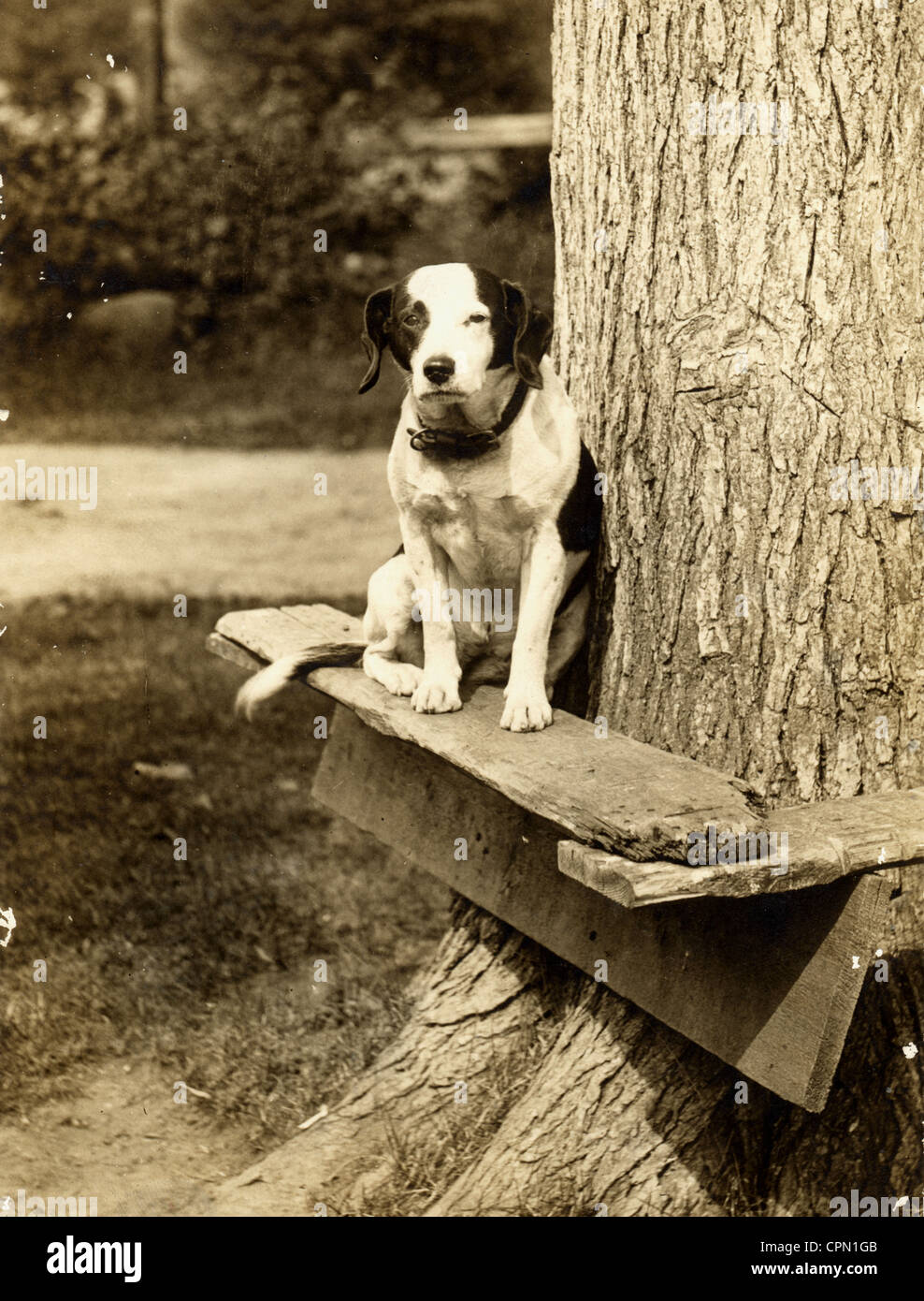Hunting Dog Sitting on Built-in Bench on Tree Stock Photo - Alamy