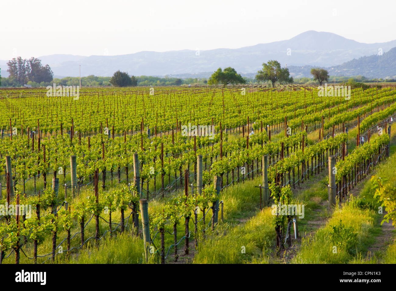 Sonoma county california vineyards hi-res stock photography and images ...