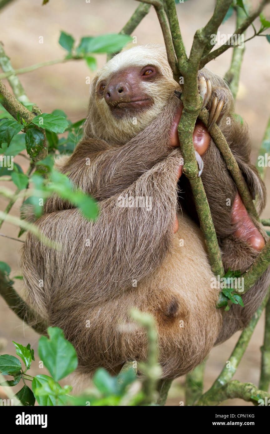 Hoffmann's two toed sloth baby hi-res stock photography and images - Alamy
