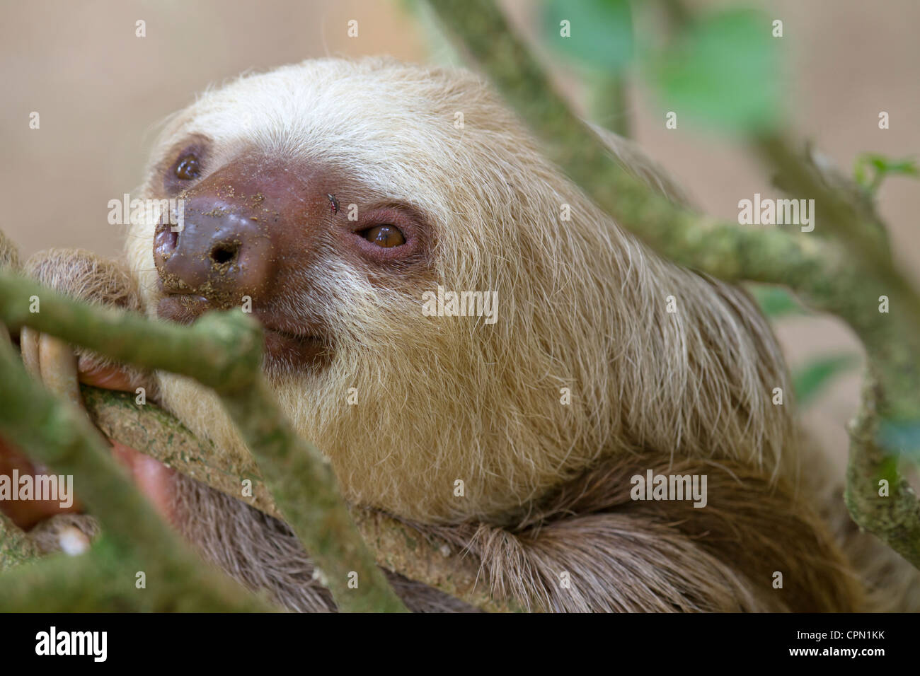 Sloth baby hi-res stock photography and images - Alamy