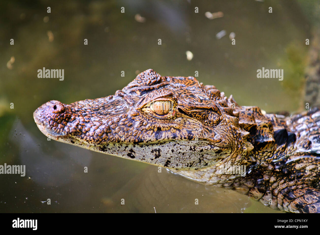 Caiman Crocodilus Stock Photos & Caiman Crocodilus Stock Images - Alamy