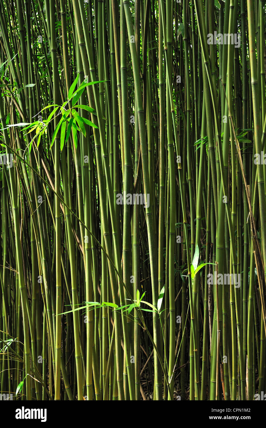 Stand of bamboo in the forest of Maui Hawaii Stock Photo - Alamy