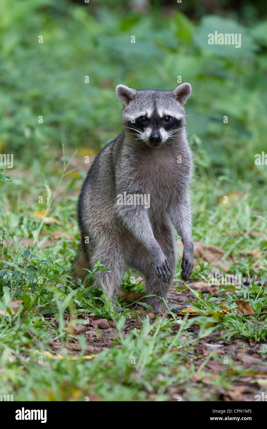 Standing On Two Paws Raccoon Stock Photo - Alamy