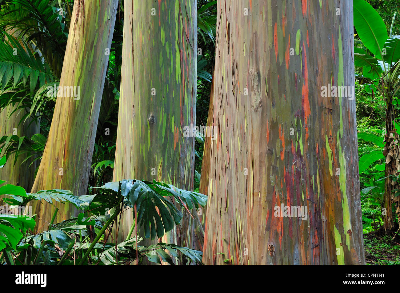 Painted Eucalyptus trees in the Keanae arboretum, Maui Hawaii Stock ...