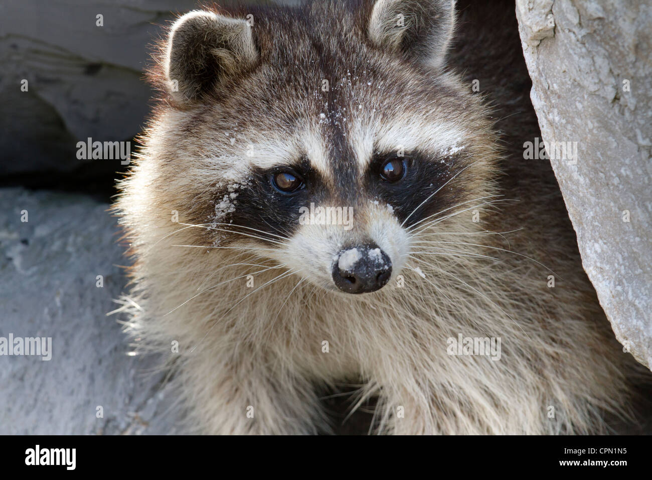 Raccoon close up Stock Photo - Alamy