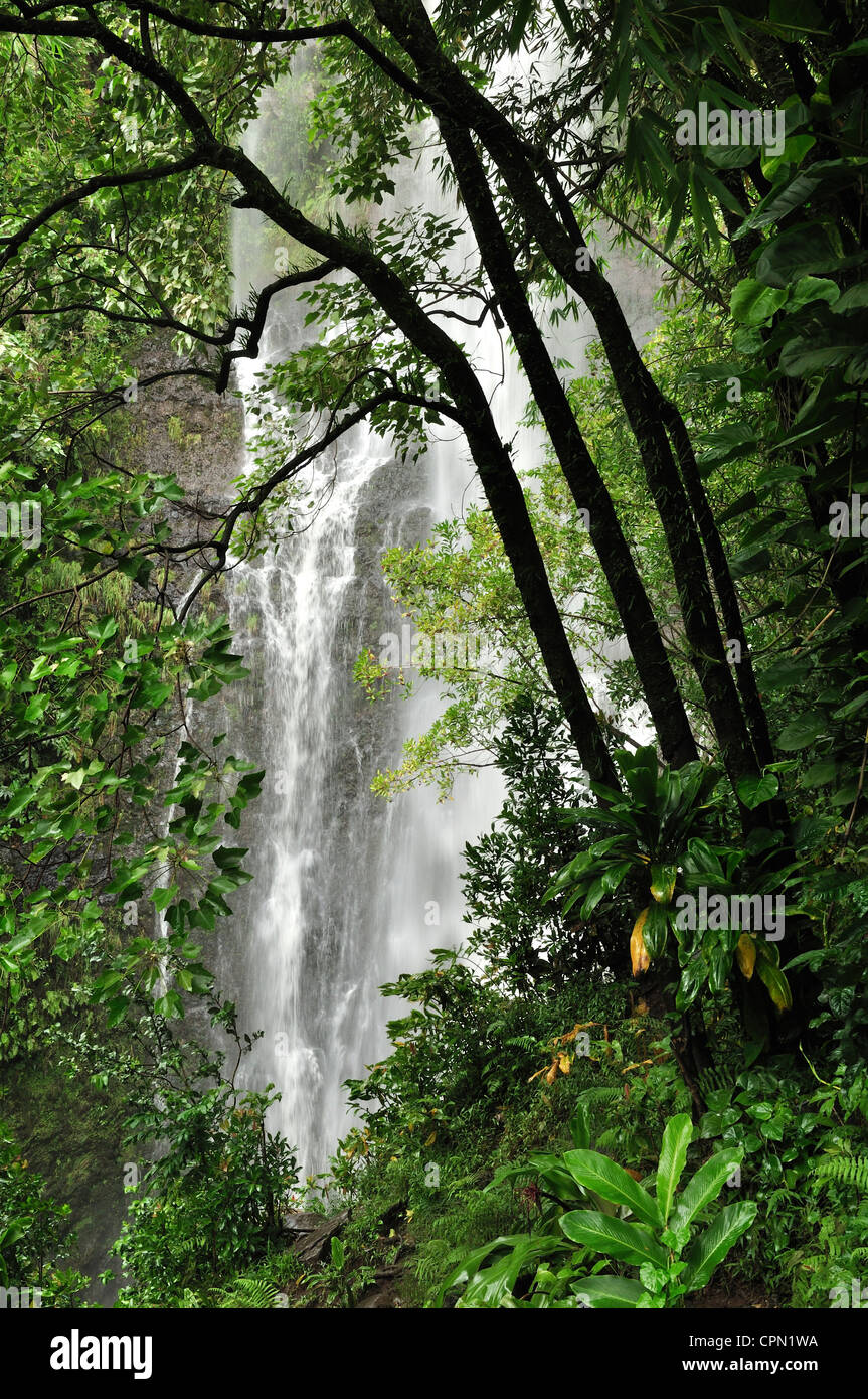 Waterfall in lush forest hi-res stock photography and images - Alamy
