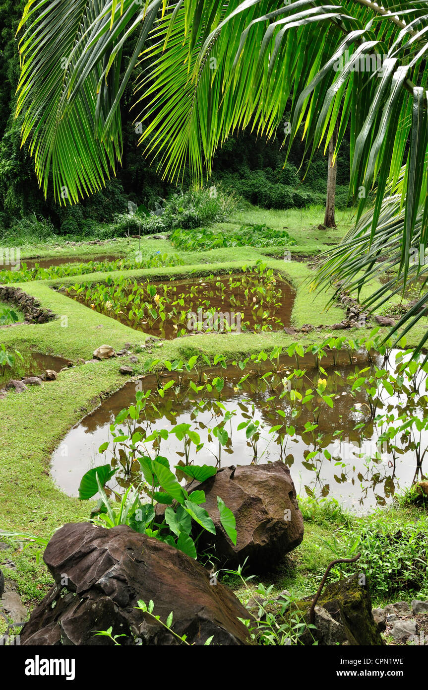 Poi hawaii hi-res stock photography and images - Alamy