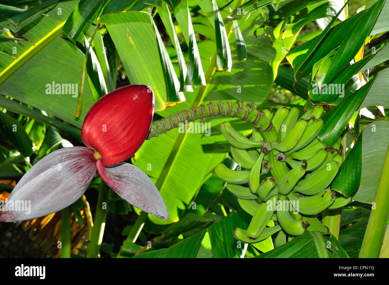 Banana tree bloom hi-res stock photography and images - Alamy