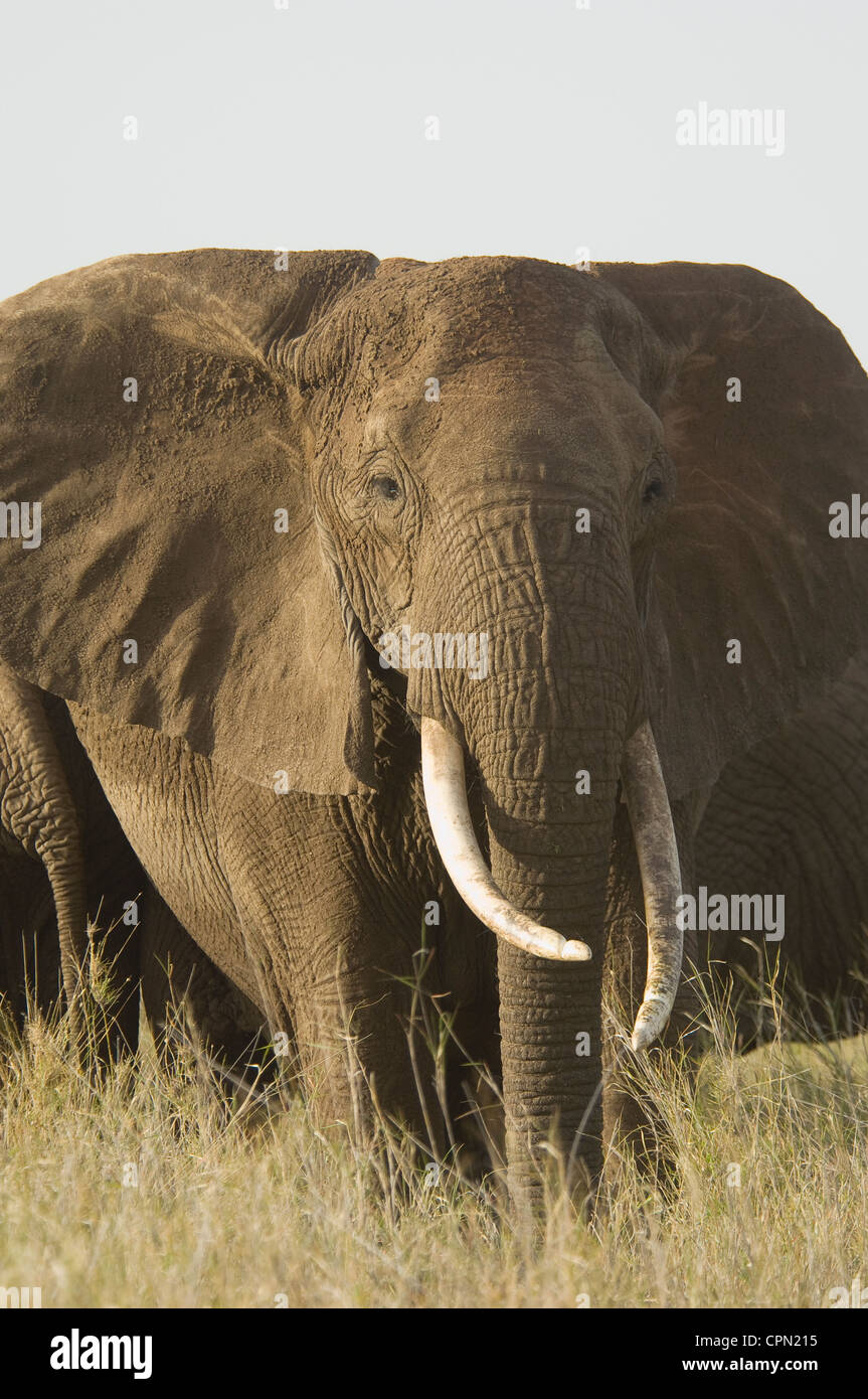 Lewa conservancy elephant hi-res stock photography and images - Alamy