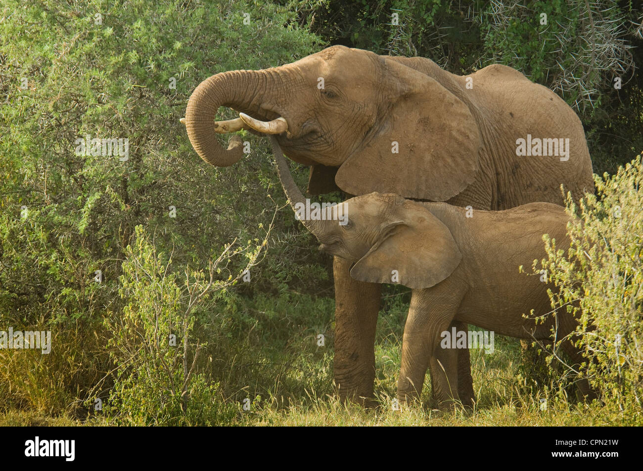 Elephant cow and calf feeding Stock Photo - Alamy