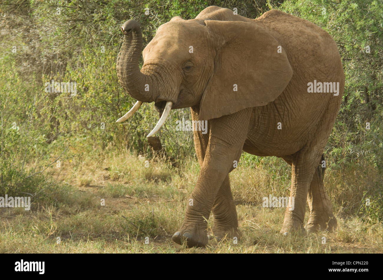 Elephant walking with trunk up Stock Photo - Alamy
