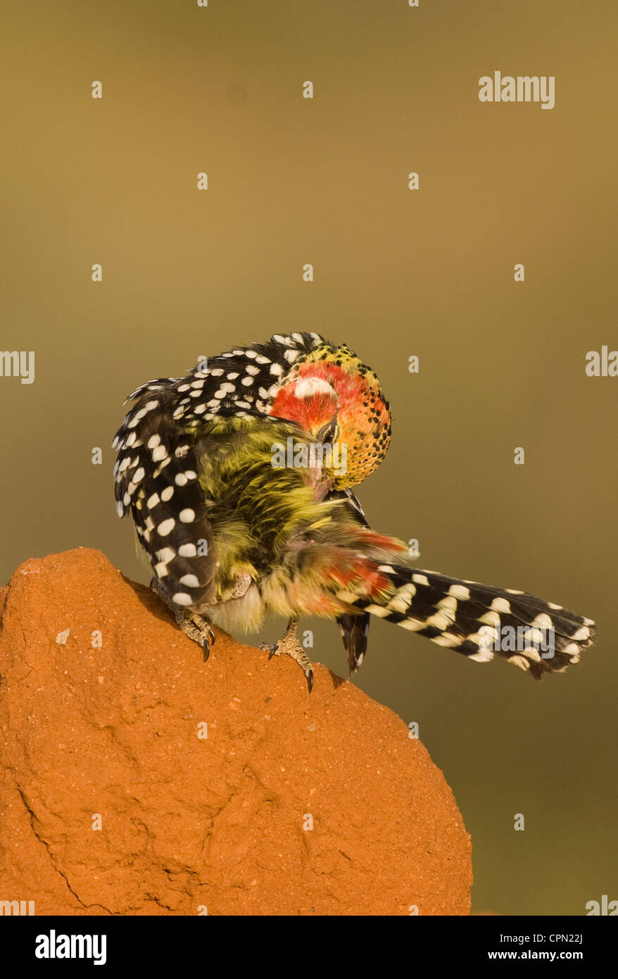 Yellow barbet hi-res stock photography and images - Alamy