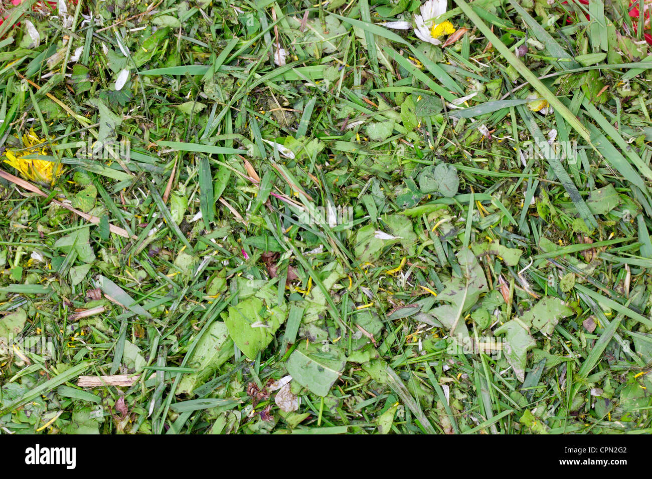 chopped spring lawn green grass texture background macro Stock Photo ...