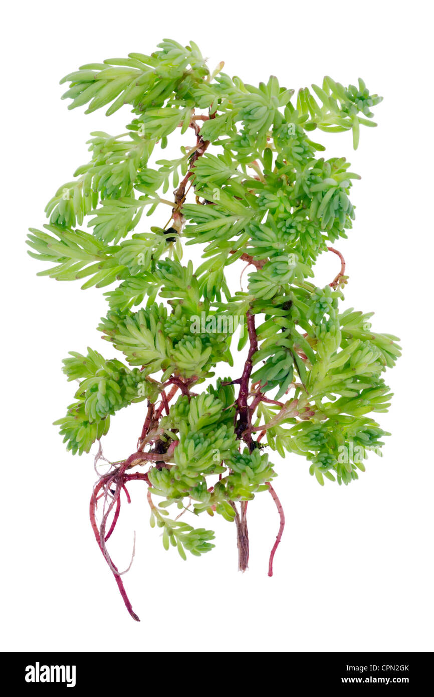 succulent plants with red roots and fleshy leaves isolated macro Stock ...