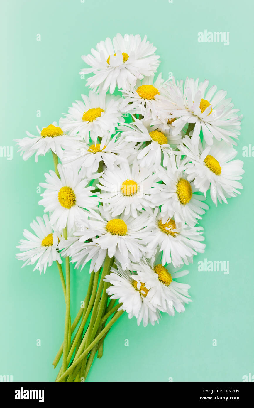 Delicate fragile daisies lie on the rough green table Stock Photo - Alamy