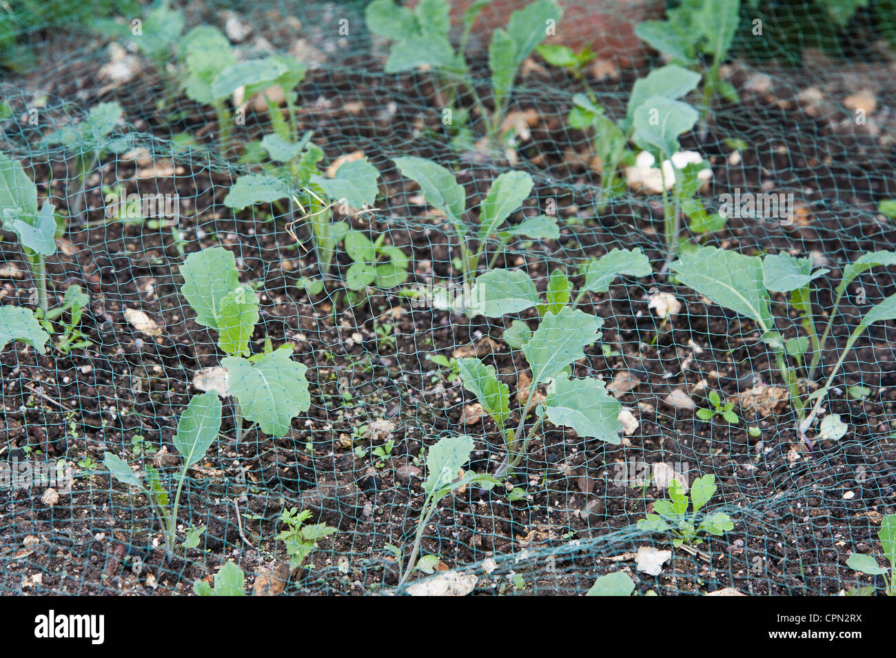 Newly sown cabbage plants in rows being protected by netting with some ...