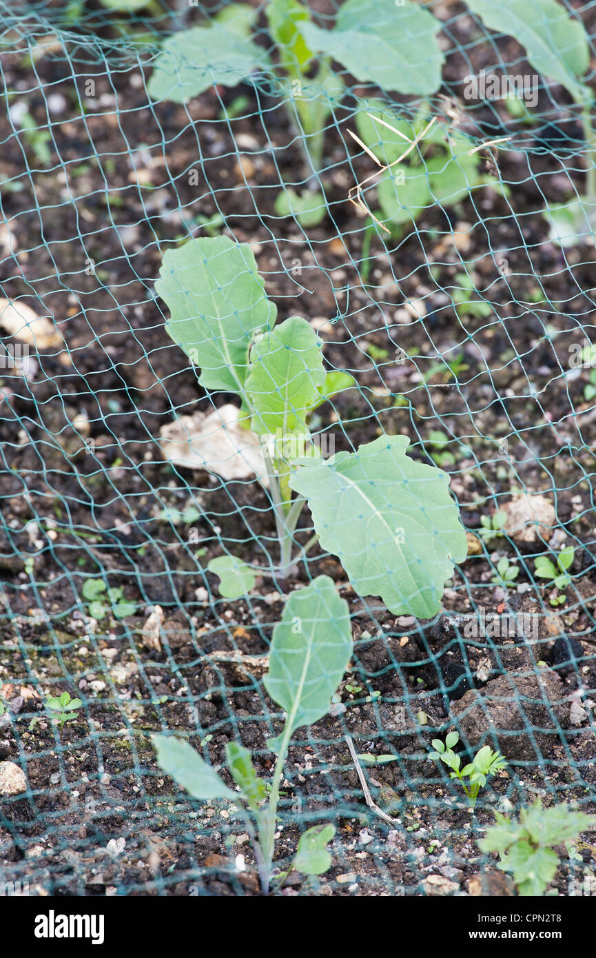Shade netting plants hi-res stock photography and images - Alamy