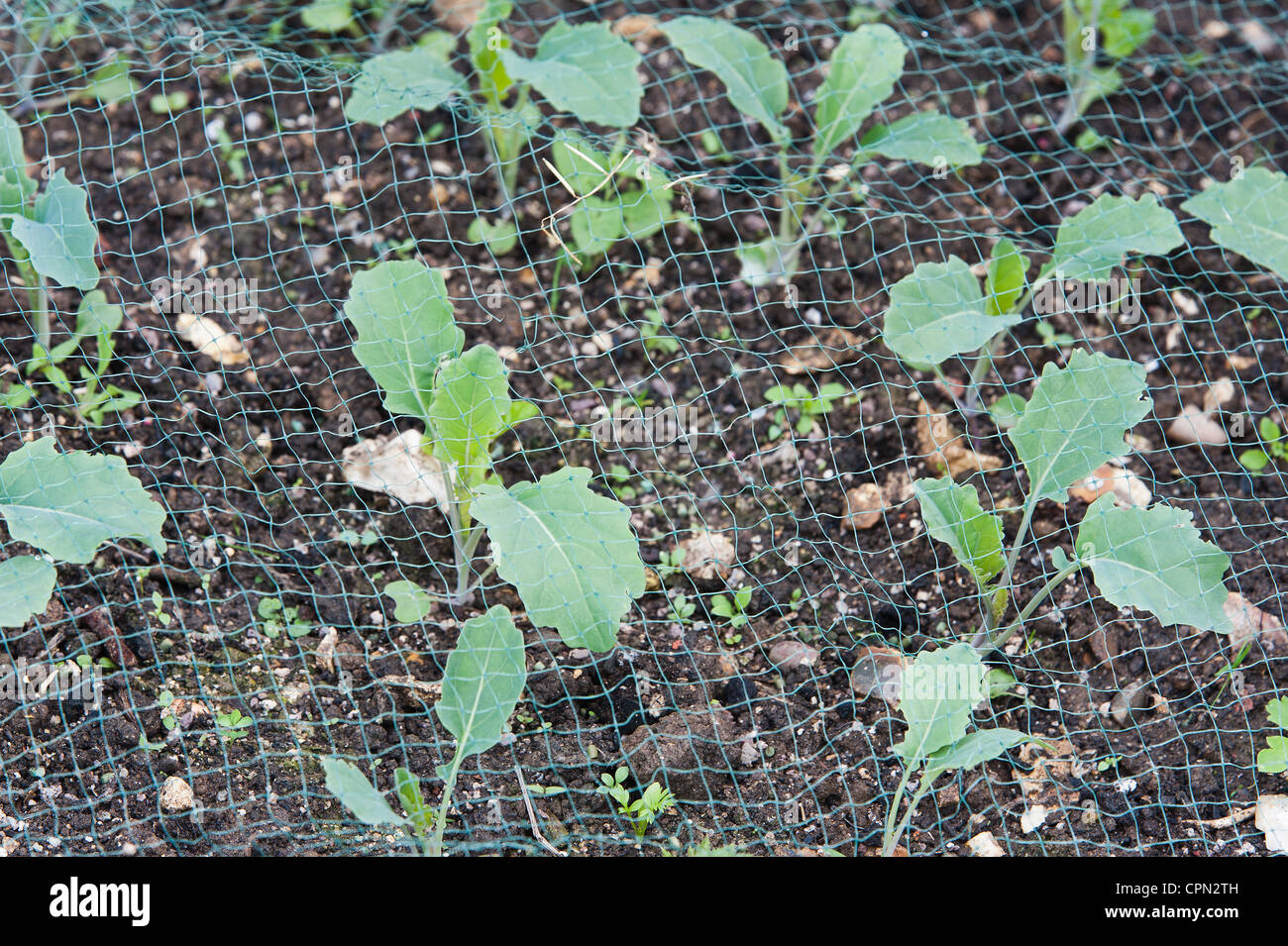 Newly sown cabbage plants in rows being protected by netting with some ...