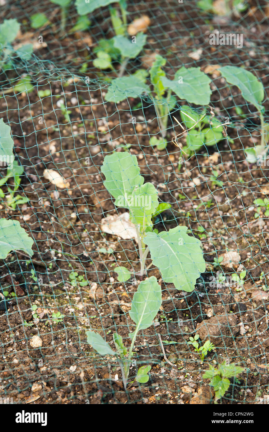 Shade netting plants hi-res stock photography and images - Alamy