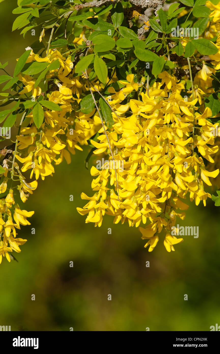 Laburnum watereri all parts of the plant are poisonous hi-res stock ...