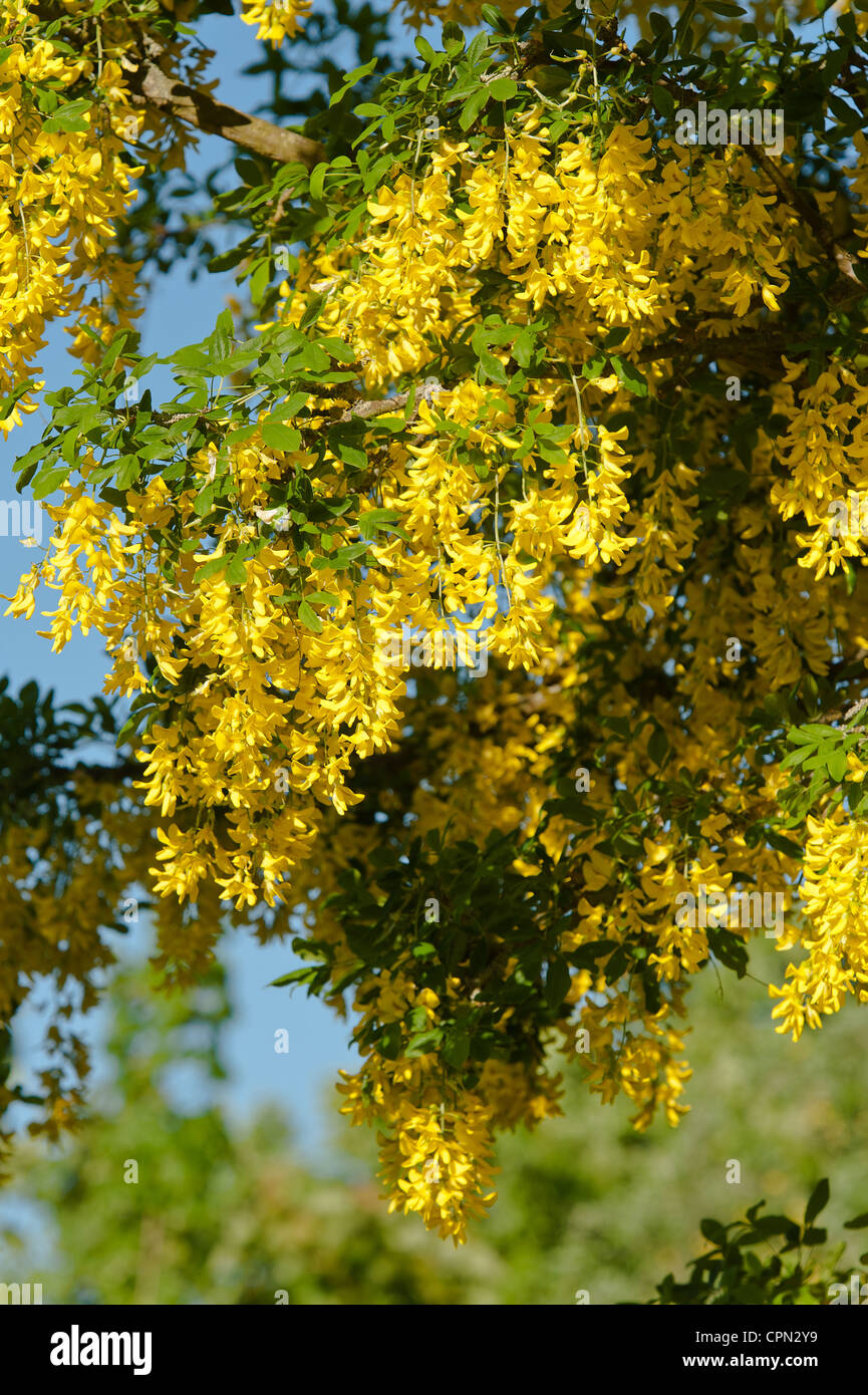 Laburnum watereri all parts of the plant are poisonous hi-res stock ...
