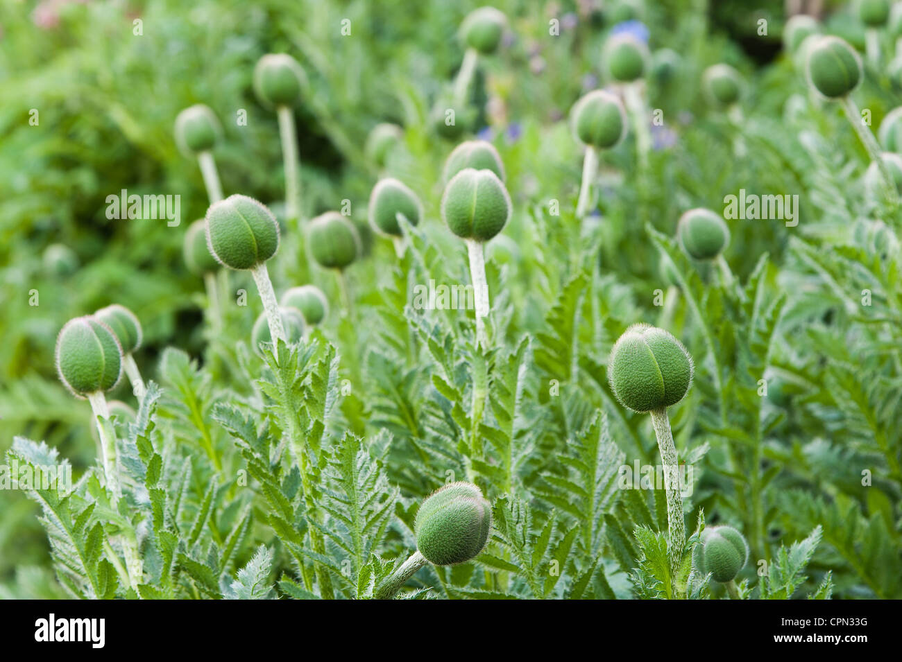 Flowering parts of an oriental poppy Papaver Orientalis closed in early ...
