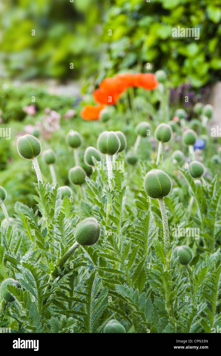 Flowering parts of an oriental poppy Papaver Orientalis closed in early ...