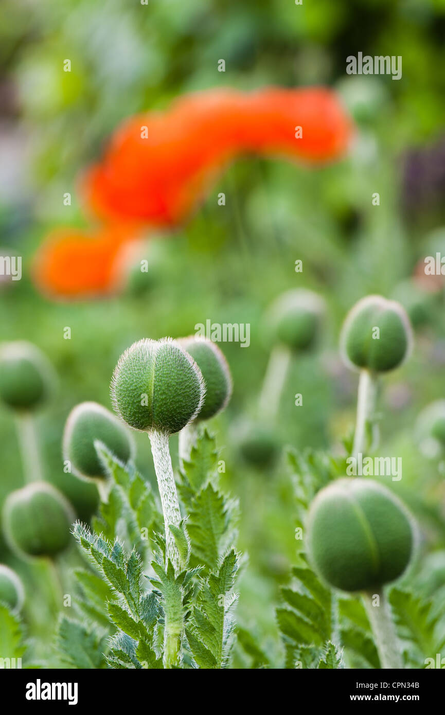 Flowering parts of an oriental poppy Papaver Orientalis closed in early ...
