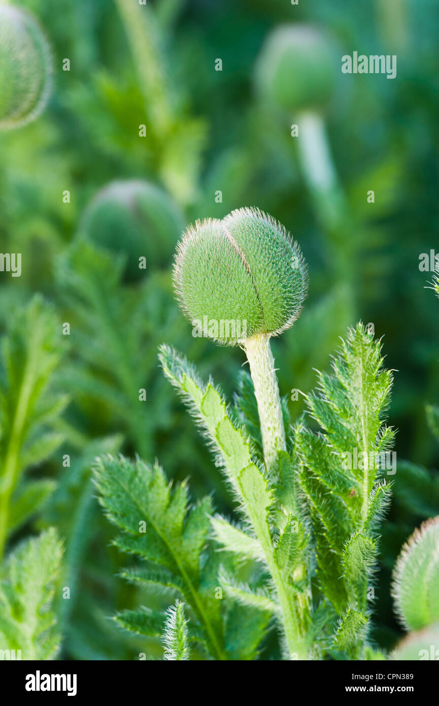 Tangled garden border hi-res stock photography and images - Alamy