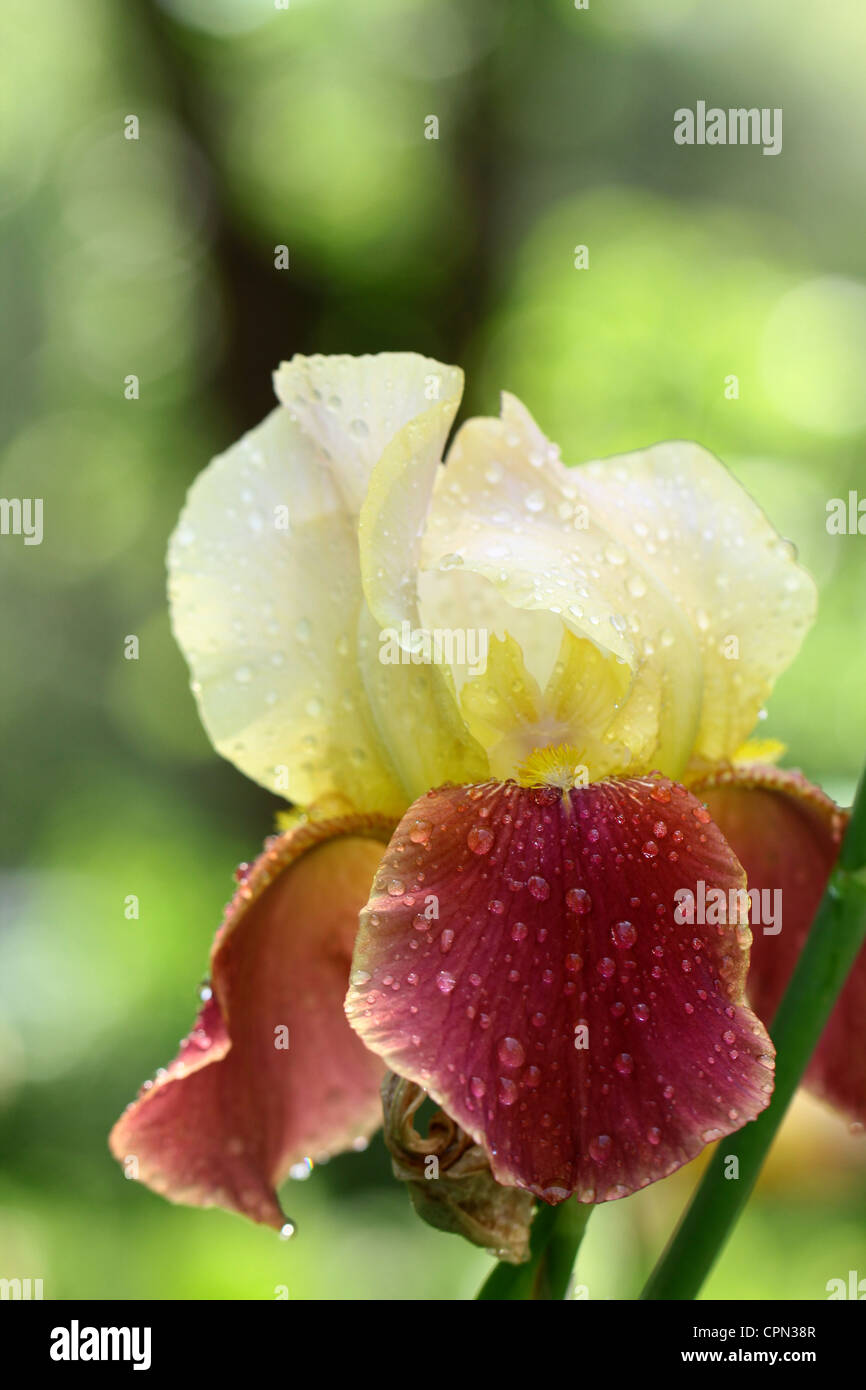 Purple iris dew drops hi-res stock photography and images - Alamy