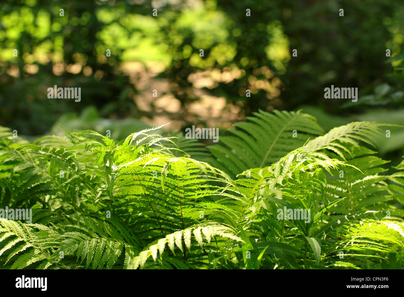large green fern bush in the forest Stock Photo - Alamy