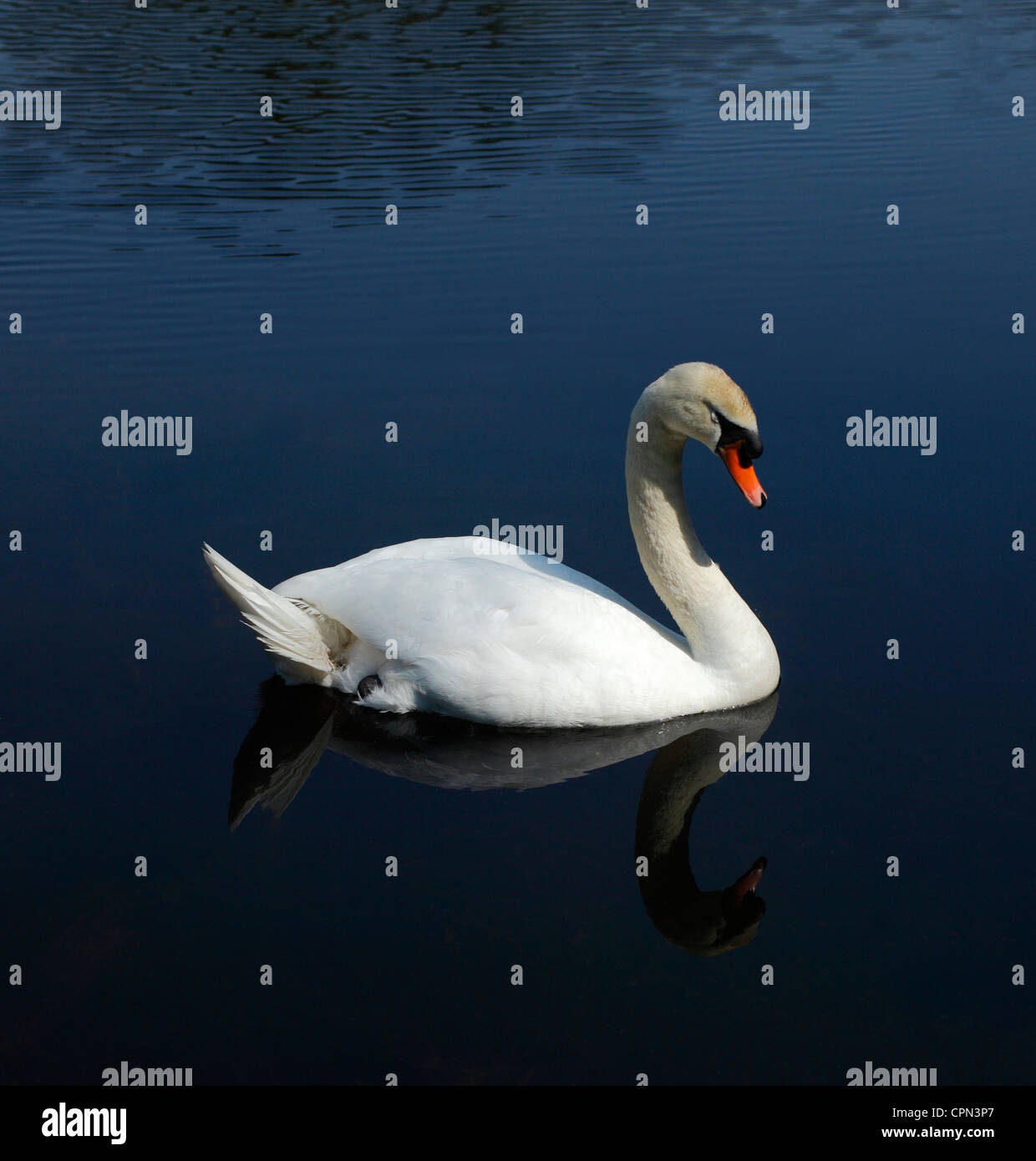 Cob swan hi-res stock photography and images - Alamy
