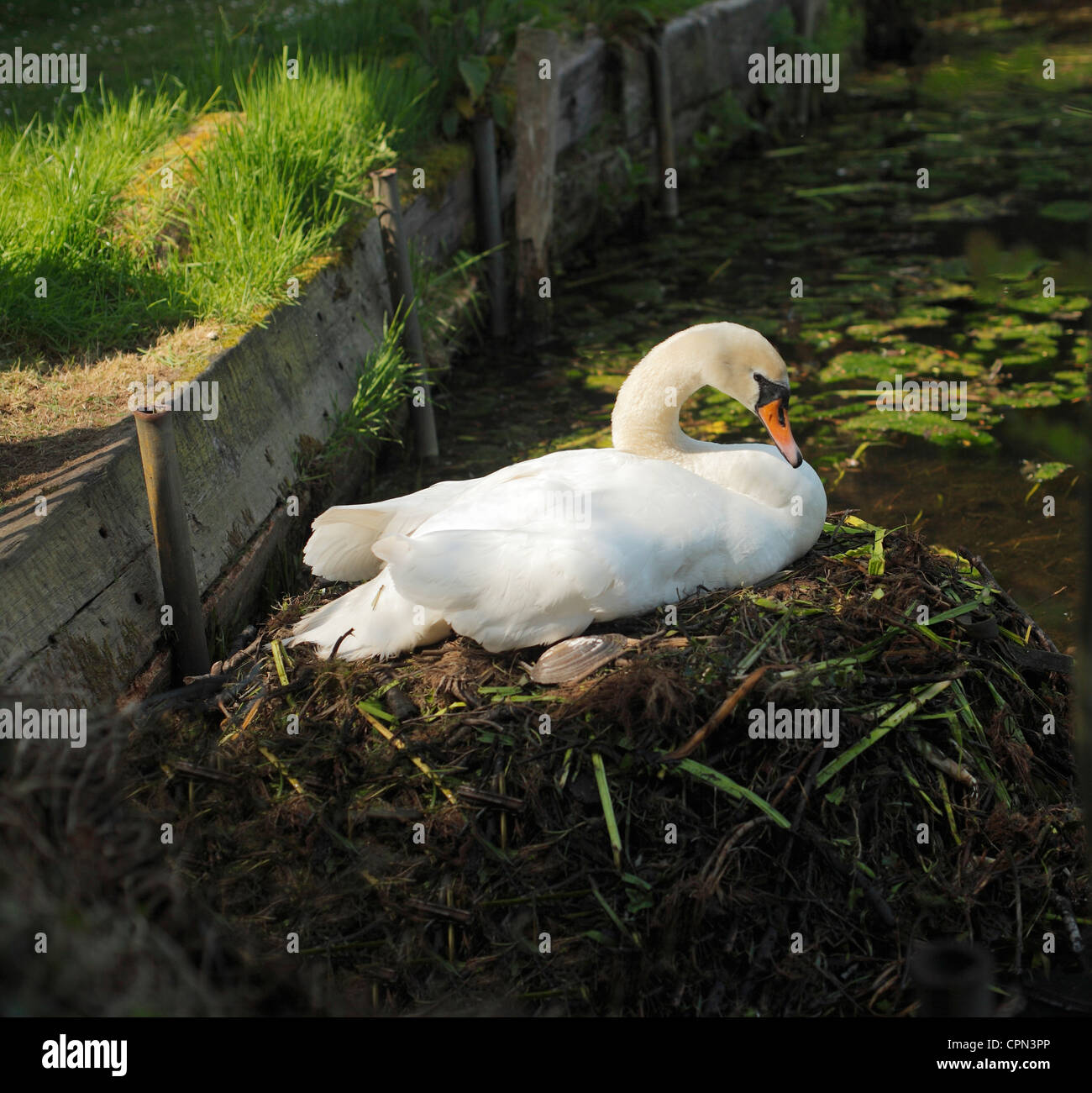 Swan sitting on her eggs Stock Photo - Alamy
