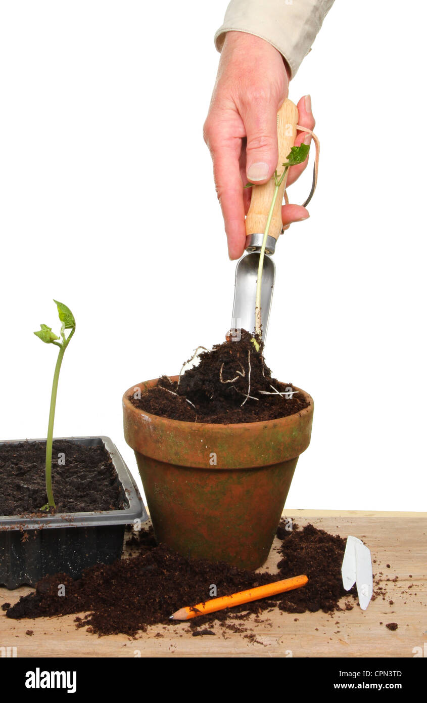 Hand transplanting a seedling using a seedling trowel on a potting ...