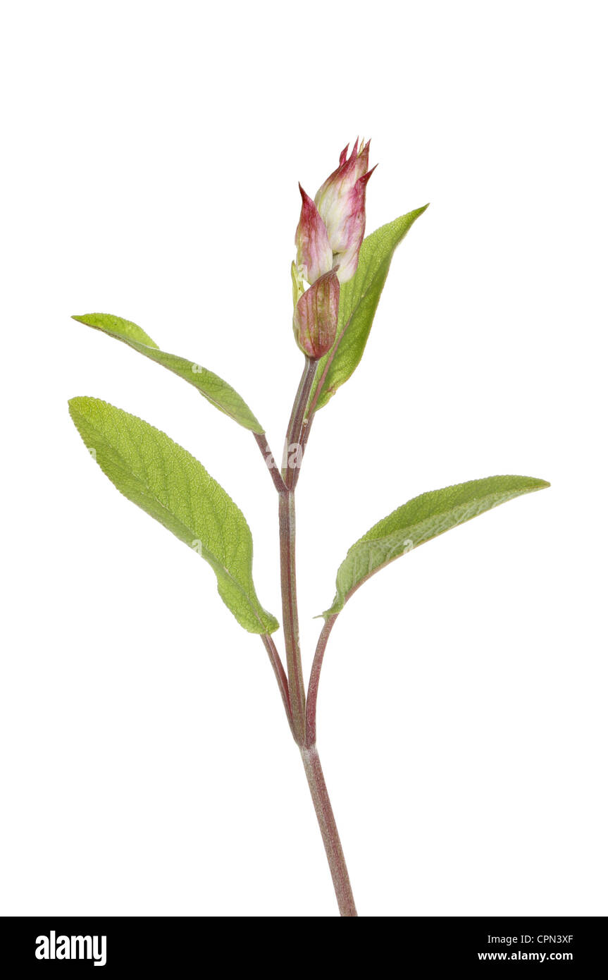 Sage herb hi-res stock photography and images - Alamy