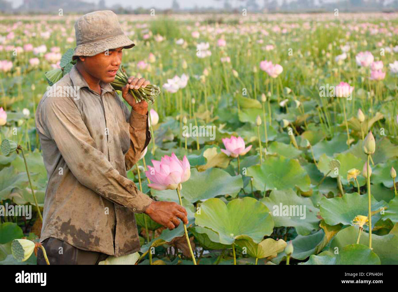 Lotus flower farming hi-res stock photography and images - Alamy