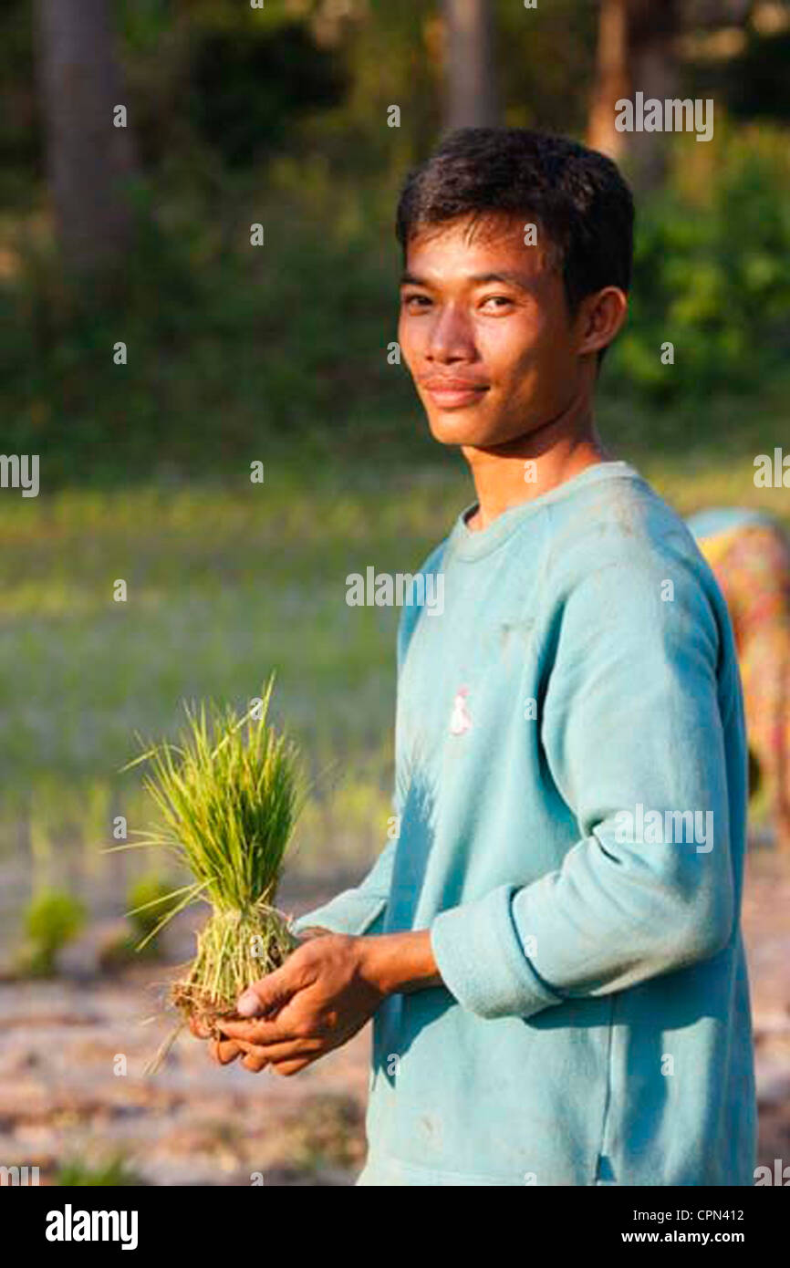 Individual grains of rice hi-res stock photography and images - Alamy