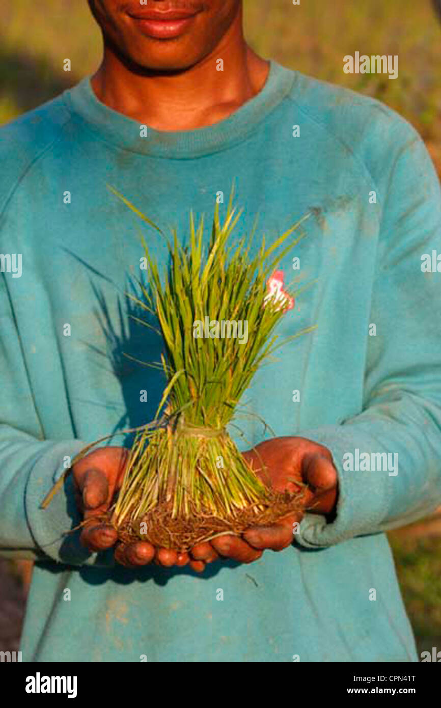 Single rice field hi-res stock photography and images - Alamy