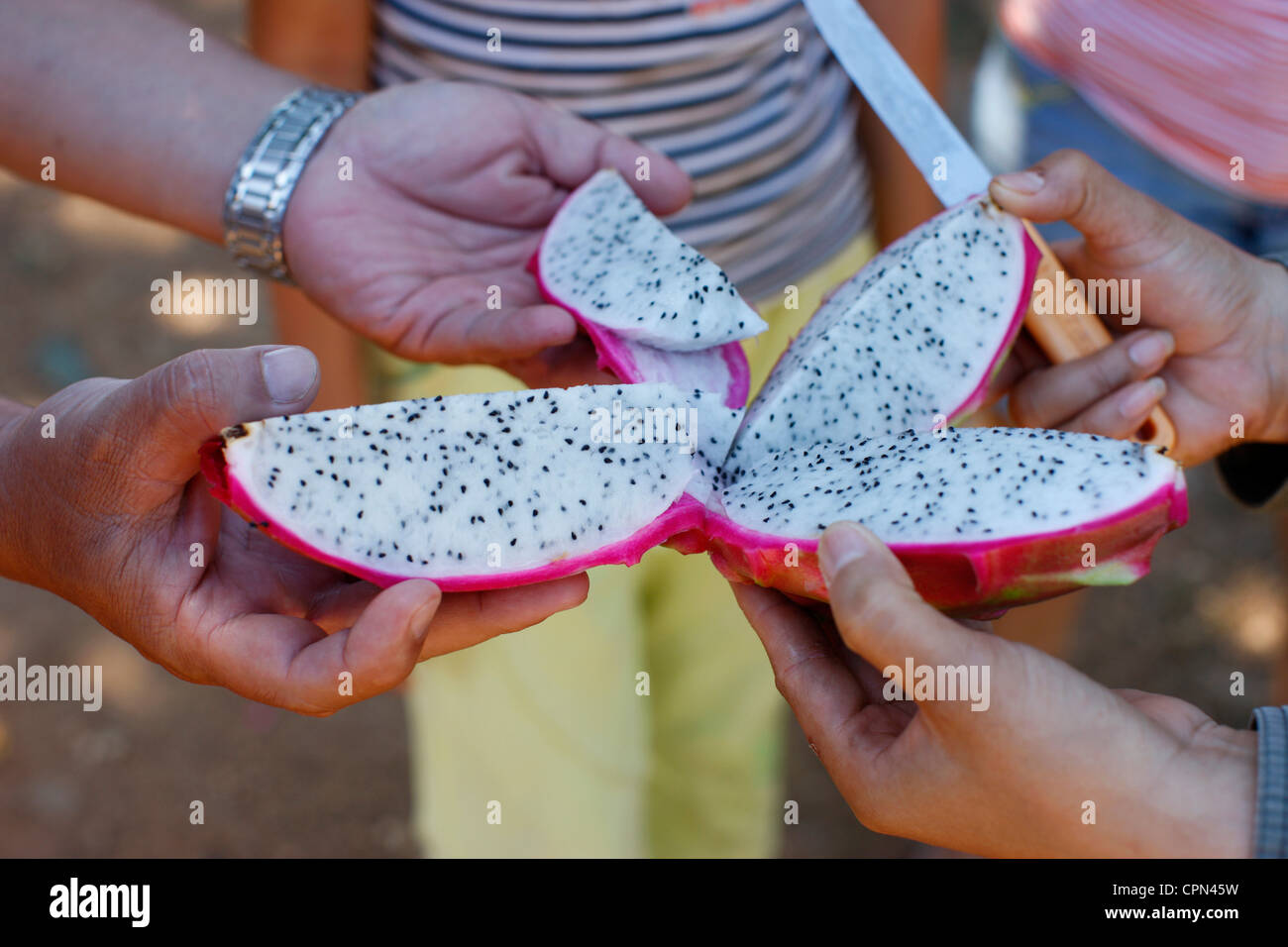 Dragon fruit botanical hi-res stock photography and images - Alamy