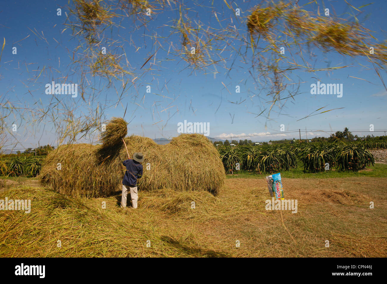 Threshing Fork High Resolution Stock Photography and Images - Alamy
