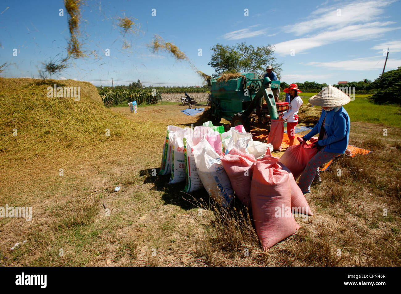 Woman threshing rice hi-res stock photography and images - Alamy