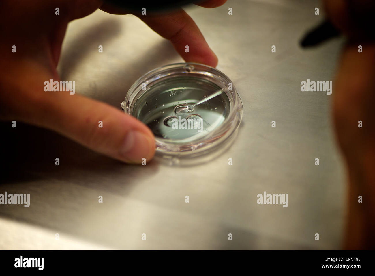 Embryo specimens hi-res stock photography and images - Alamy