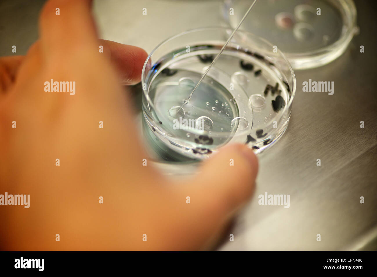 Ivf Petri Dish High Resolution Stock Photography and Images - Alamy