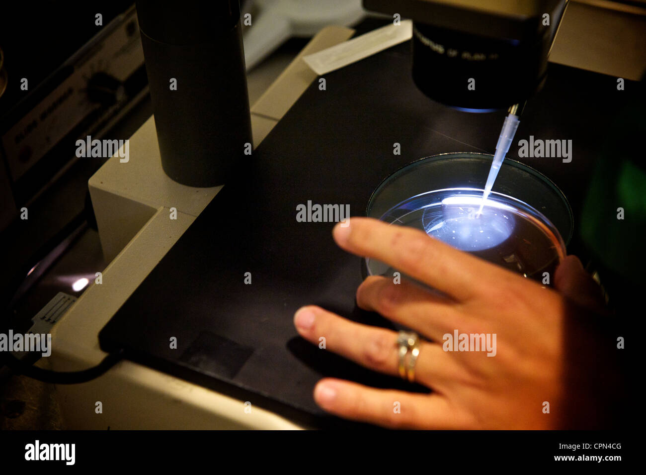 Ovule microscope optical hi-res stock photography and images - Alamy