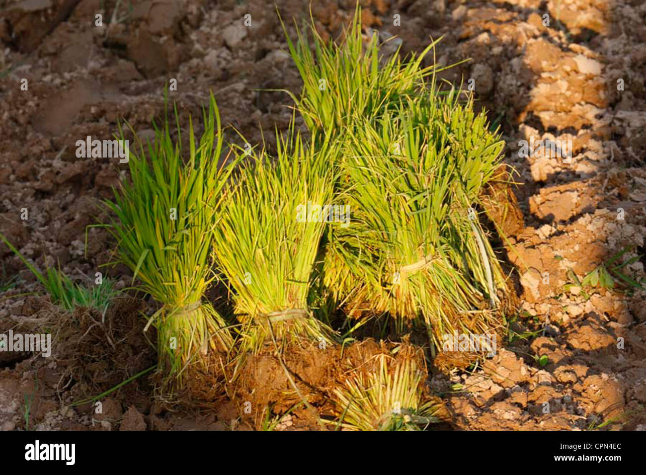 Cultures rice hi-res stock photography and images - Alamy