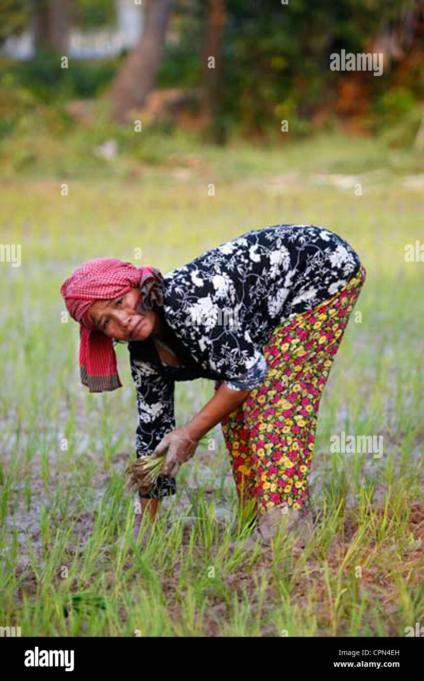 Pricking out the rice hi-res stock photography and images - Alamy